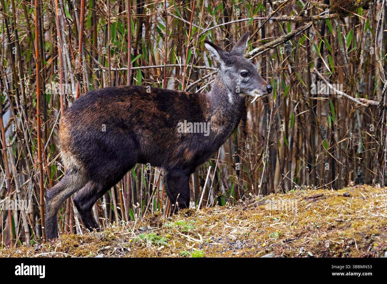 A Moschus leucogaster, commonly known as the Himalayan Musk Deer ...