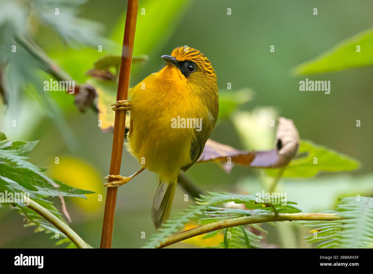 Cyanoderma chrysaeum, commonly referred to as the Golden Babbler ...