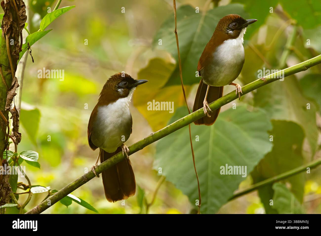 A Gray-sided Laughingthrush (Pterorhinus caerulatus) spotted in the ...