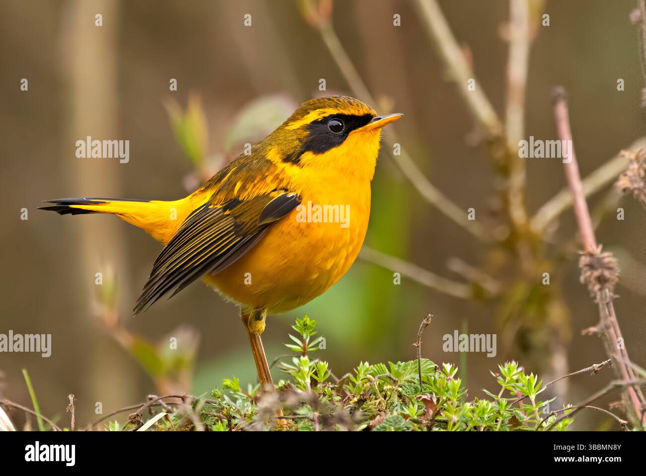 Captured image of a Black-faced Laughingthrush (Trochalopteron affine ...