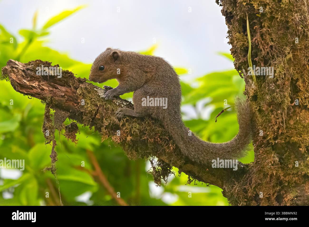 The Golden Bush Robin (Tarsiger chrysaeus), spotted in the diverse ...