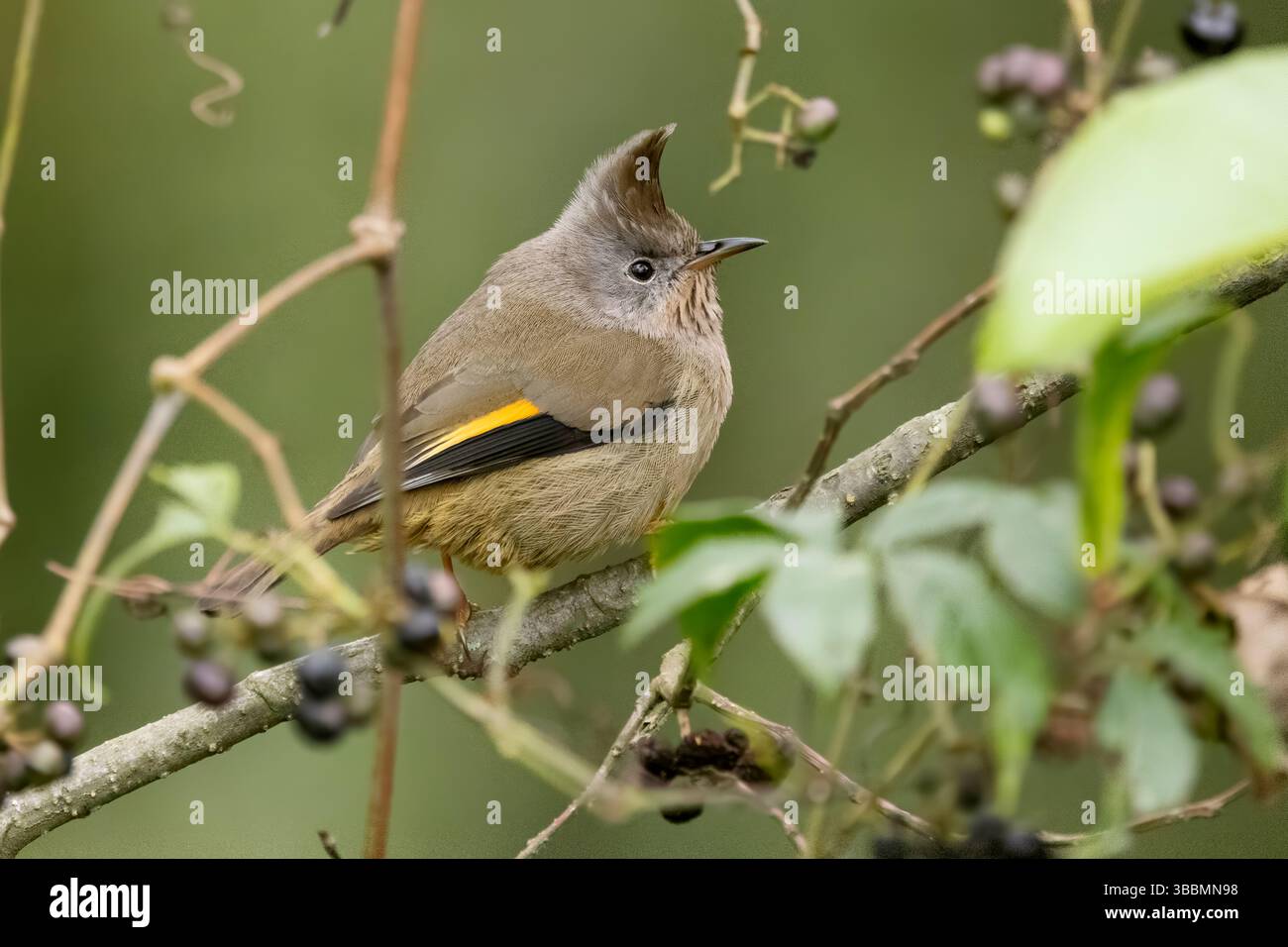 Orange Oakleaf butterfly, also known as Dead Leaf or Indian Oakleaf ...