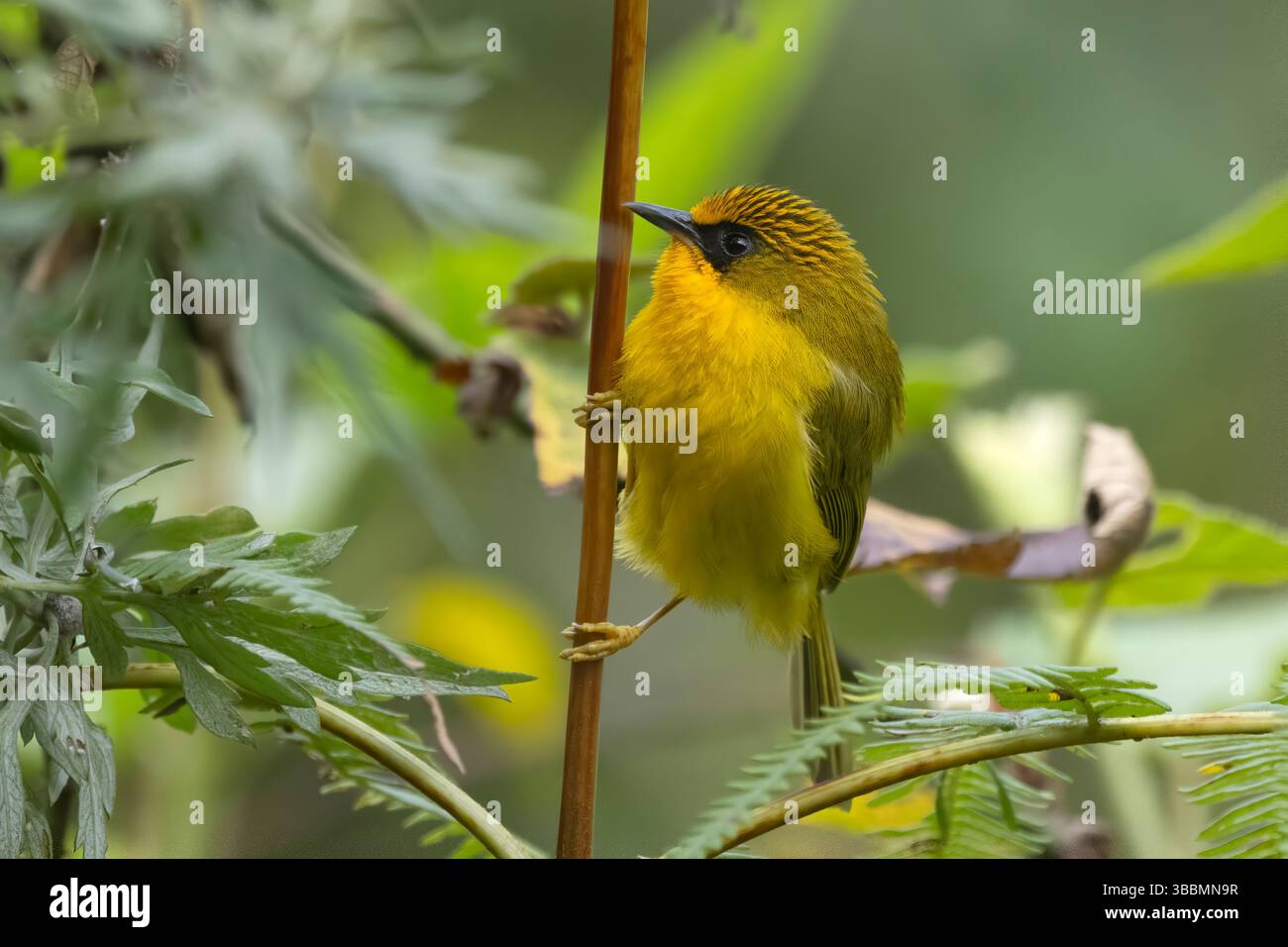 A striking Fire-tailed Myzornis (Myzornis pyrrhoura) spotted in the ...