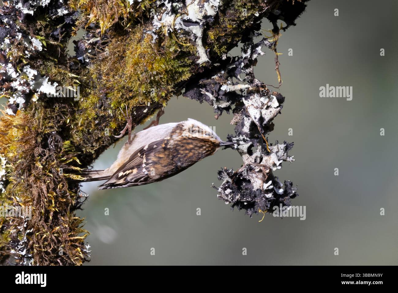 An image of the Golden Babbler, scientifically known as Cyanoderma ...