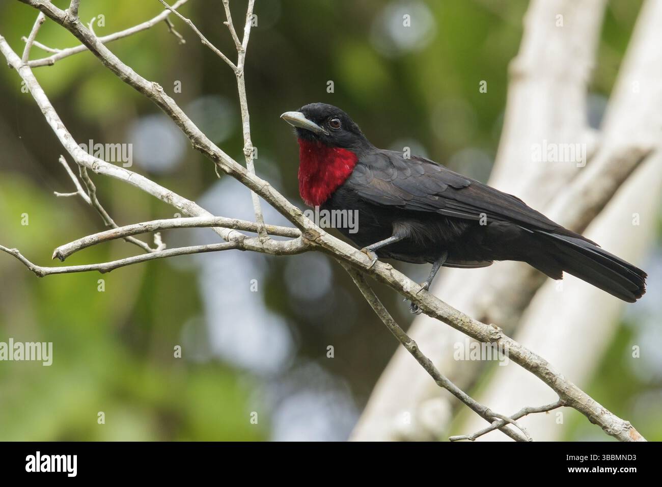 Purple-throated Fruitcrow (Querula purpurata) perched on a branch in ...