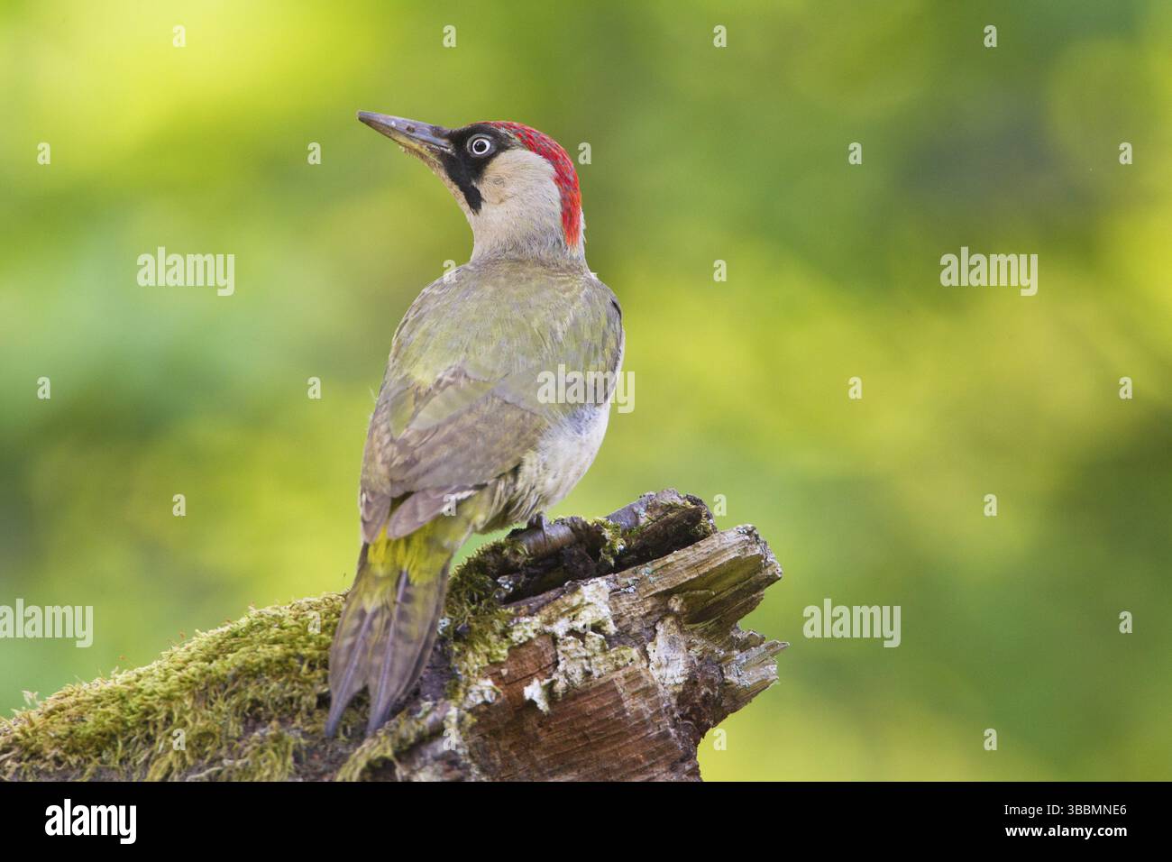 European Green Woodpecker (Picus viridis) female, Rhineland-Palatinate ...