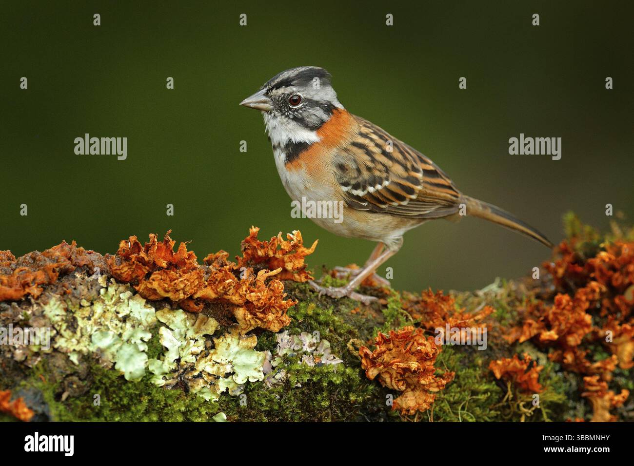 Rufus-collared Sparrow, Zonotrichia capensis, exotic tropical blue bird ...