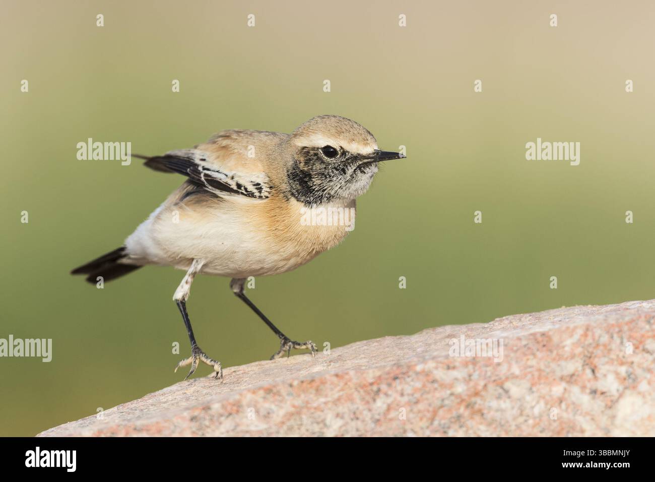 Desert Wheatear (Oenanthe deserti homochroa) Eilat, Israel, Asia Stock ...