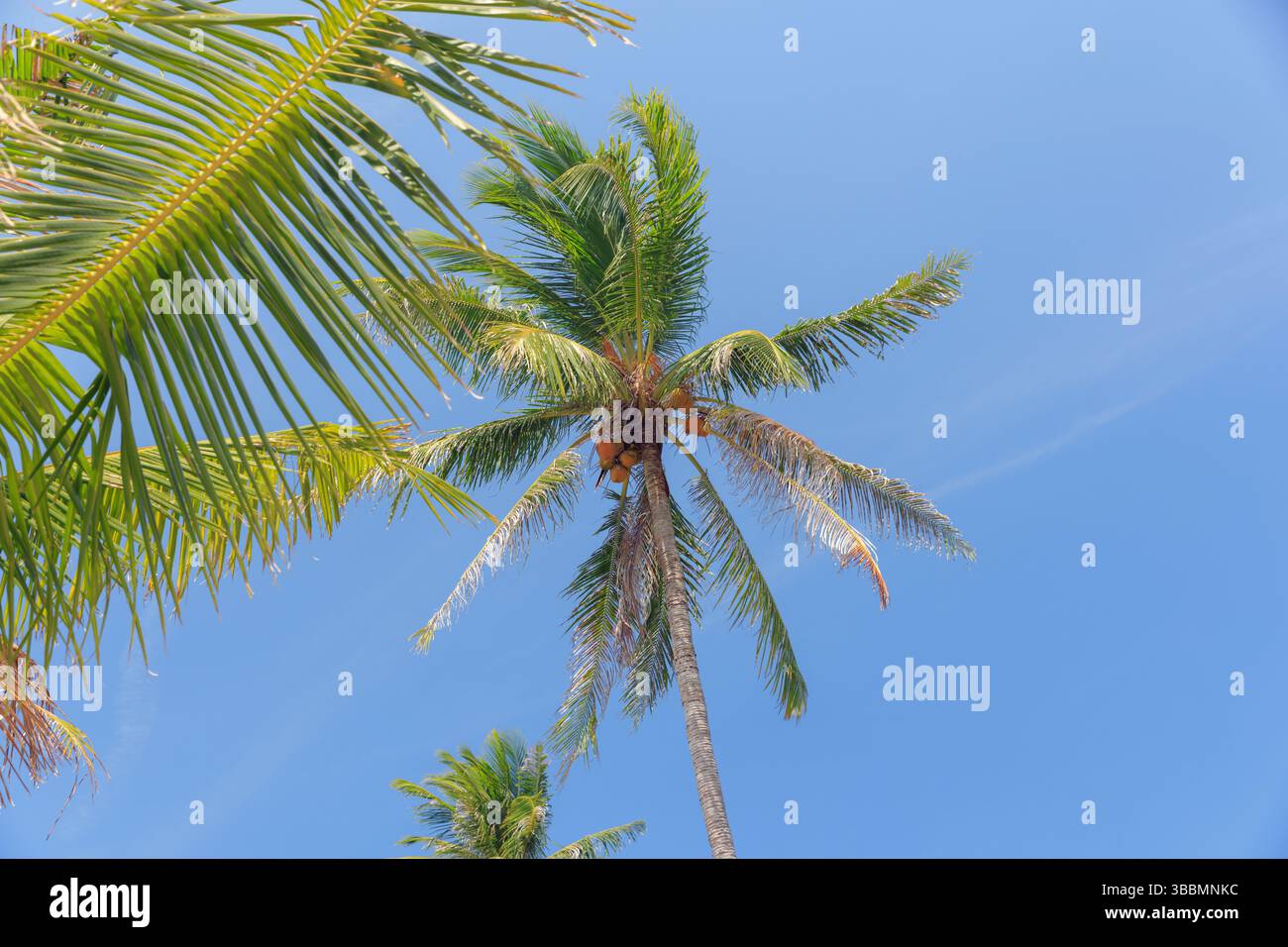 Palm trees sway under hi-res stock photography and images - Alamy