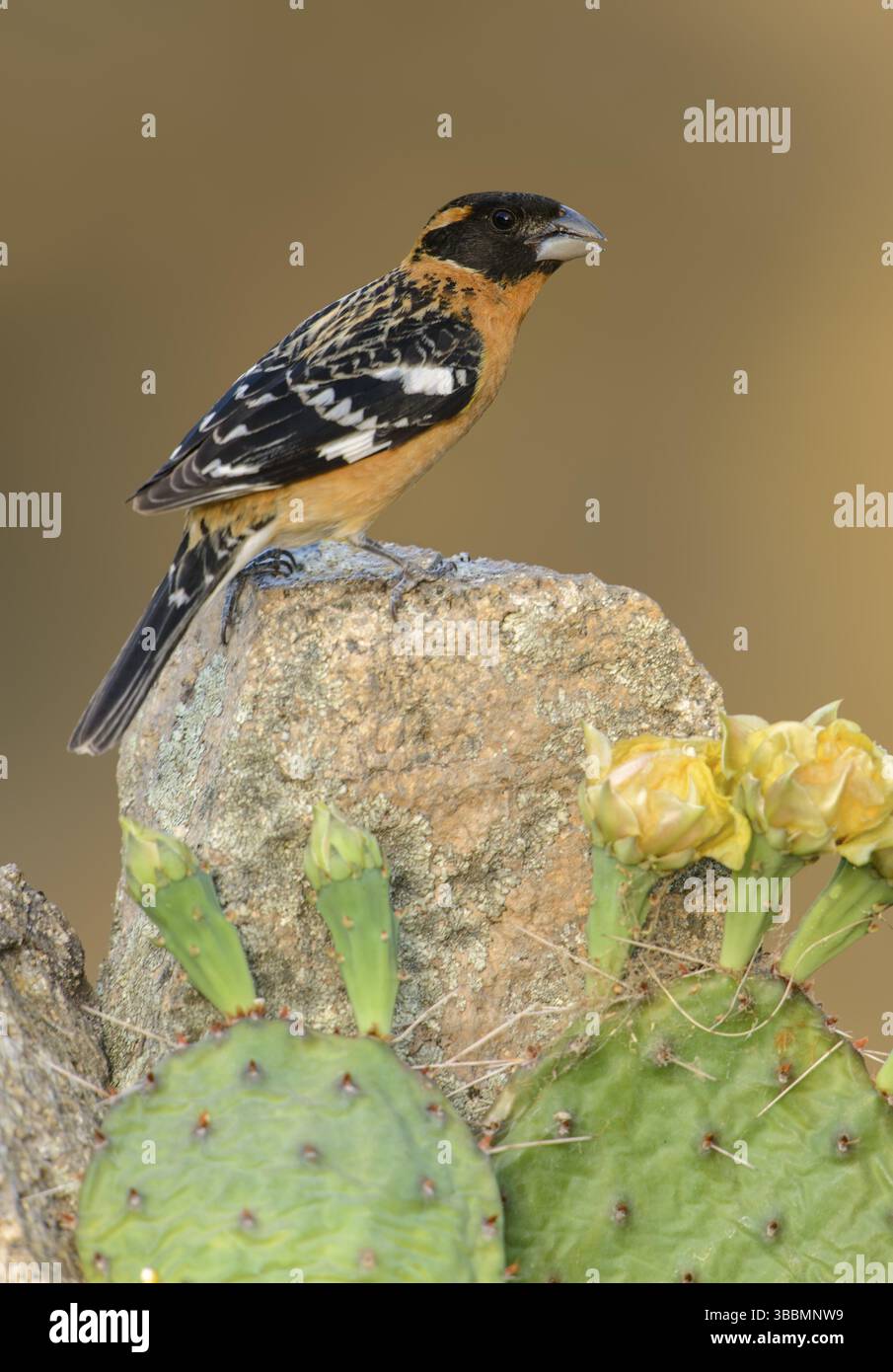 Black-headed Grosbeak (Pheucticus melanocephalus) male, Arizona, USA ...