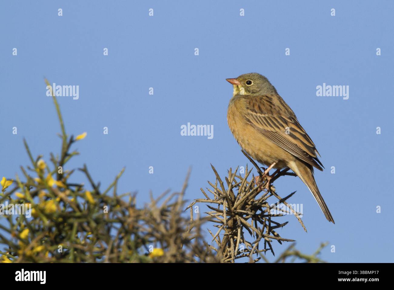 The ortolan emberiza hortulana cyprus hi-res stock photography and images - Alamy