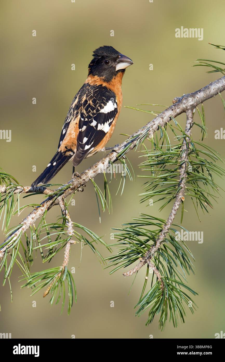 Black-headed Grosbeak (Pheucticus melanocephalus) male, Arizona, USA ...