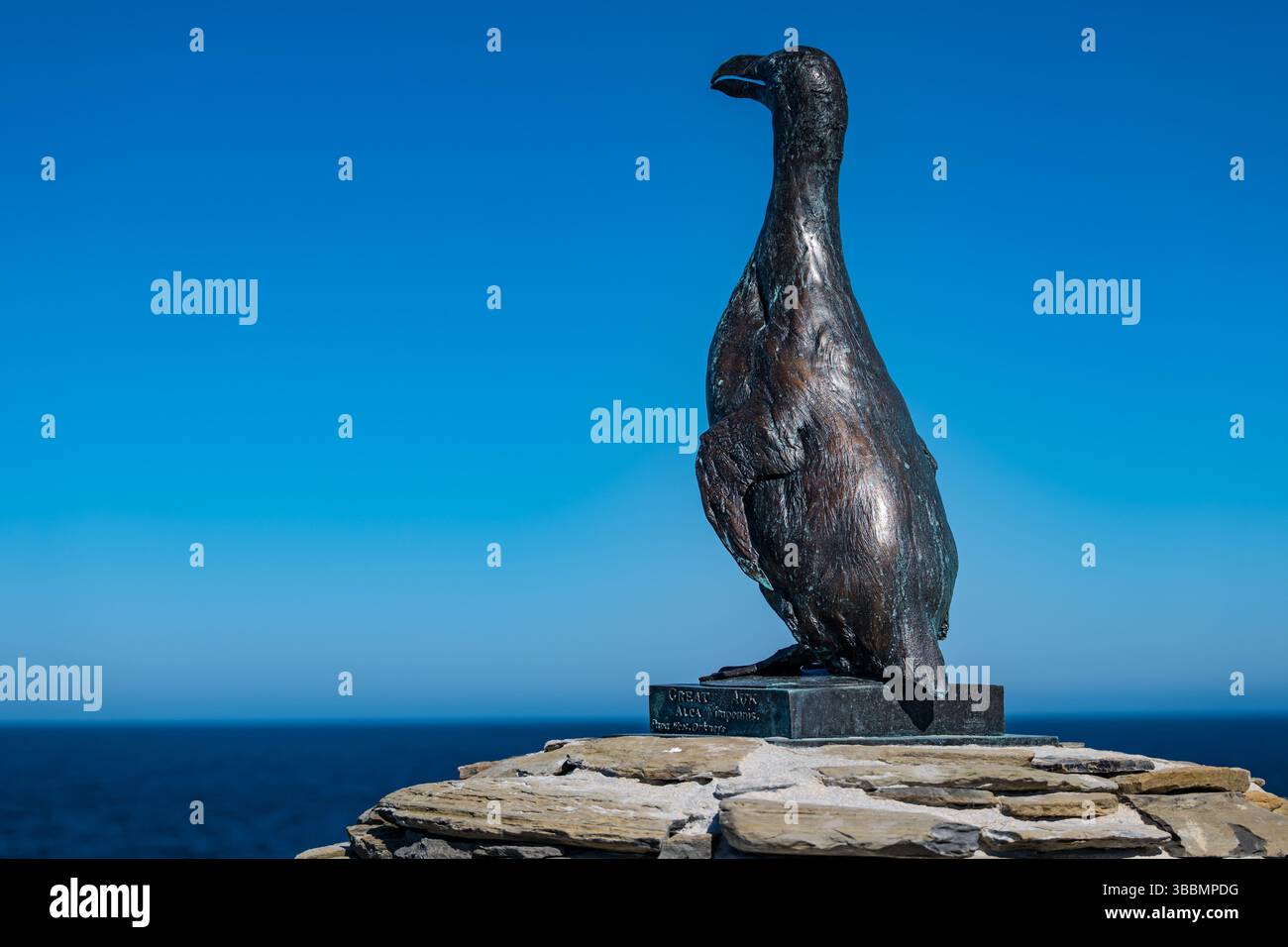 Great auk hi-res stock photography and images - Alamy