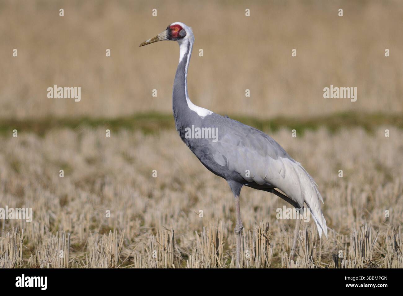 White-naped Crane (Antigone vipio), Arasaki, Japan, Asia Stock Photo ...