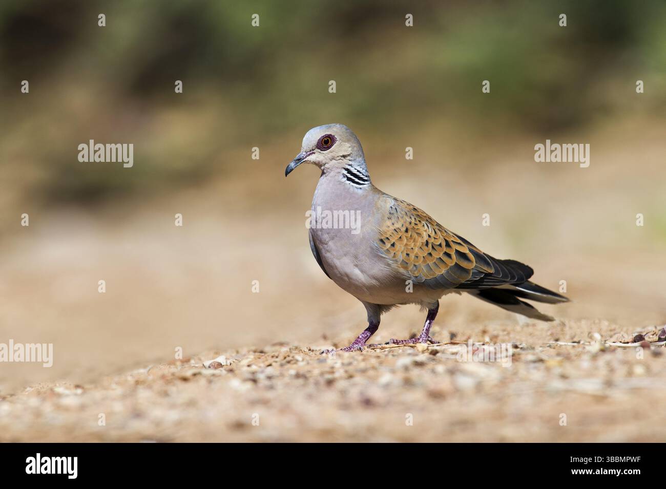 European Turtle Dove (Streptopelia turtur), Eilat, Israel, Asia Stock ...