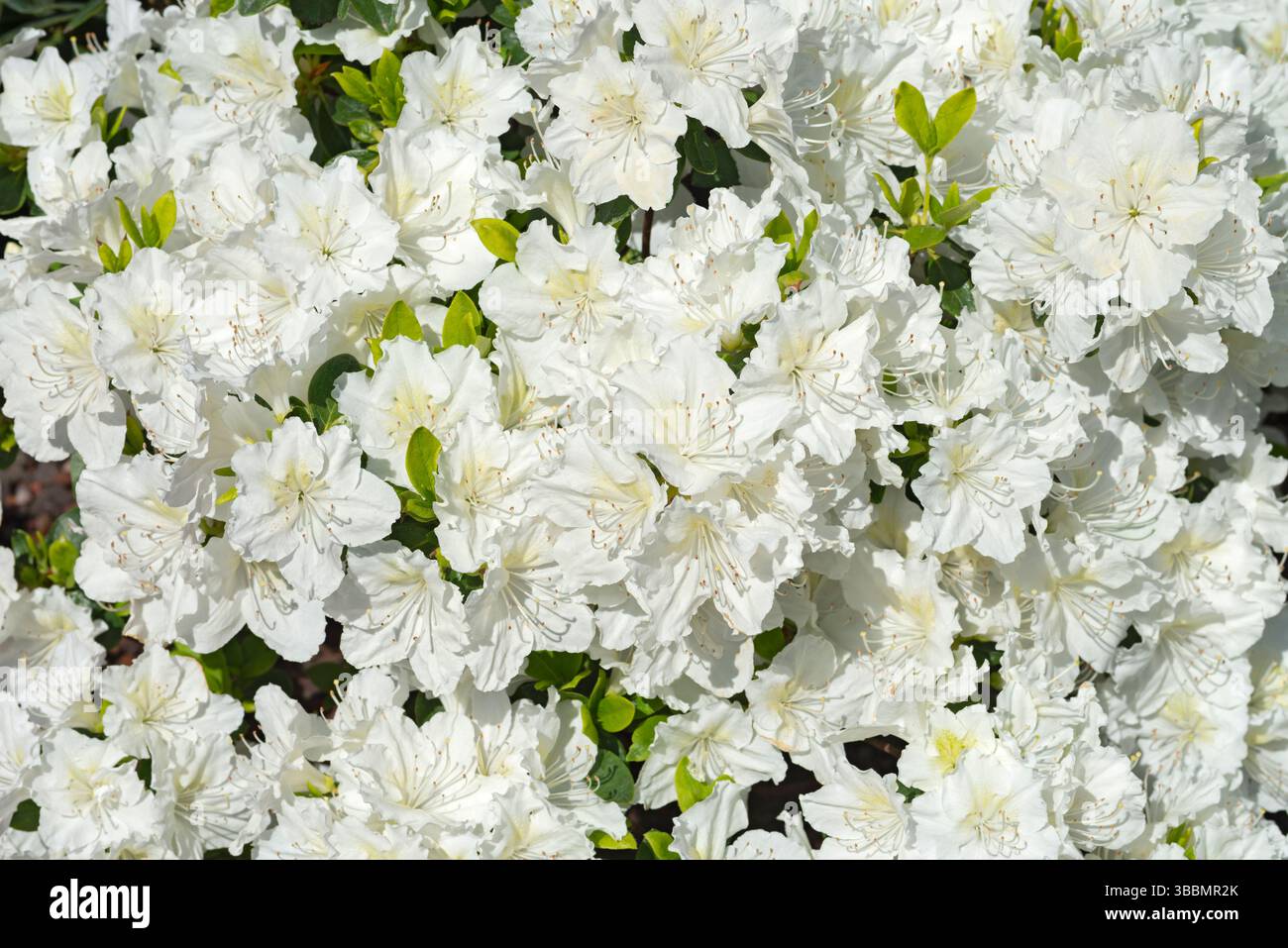 White Azalea Japonica in Bloom Stock Photo - Alamy
