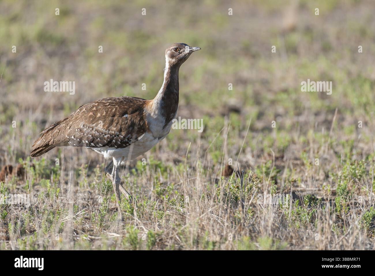 Ludwig's Bustard (Neotis ludwigii), Northern Cape, South Africa, Africa ...