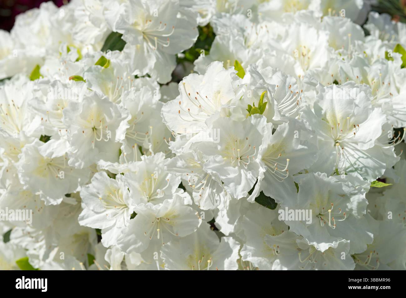 White Azalea Japonica in Bloom Stock Photo - Alamy