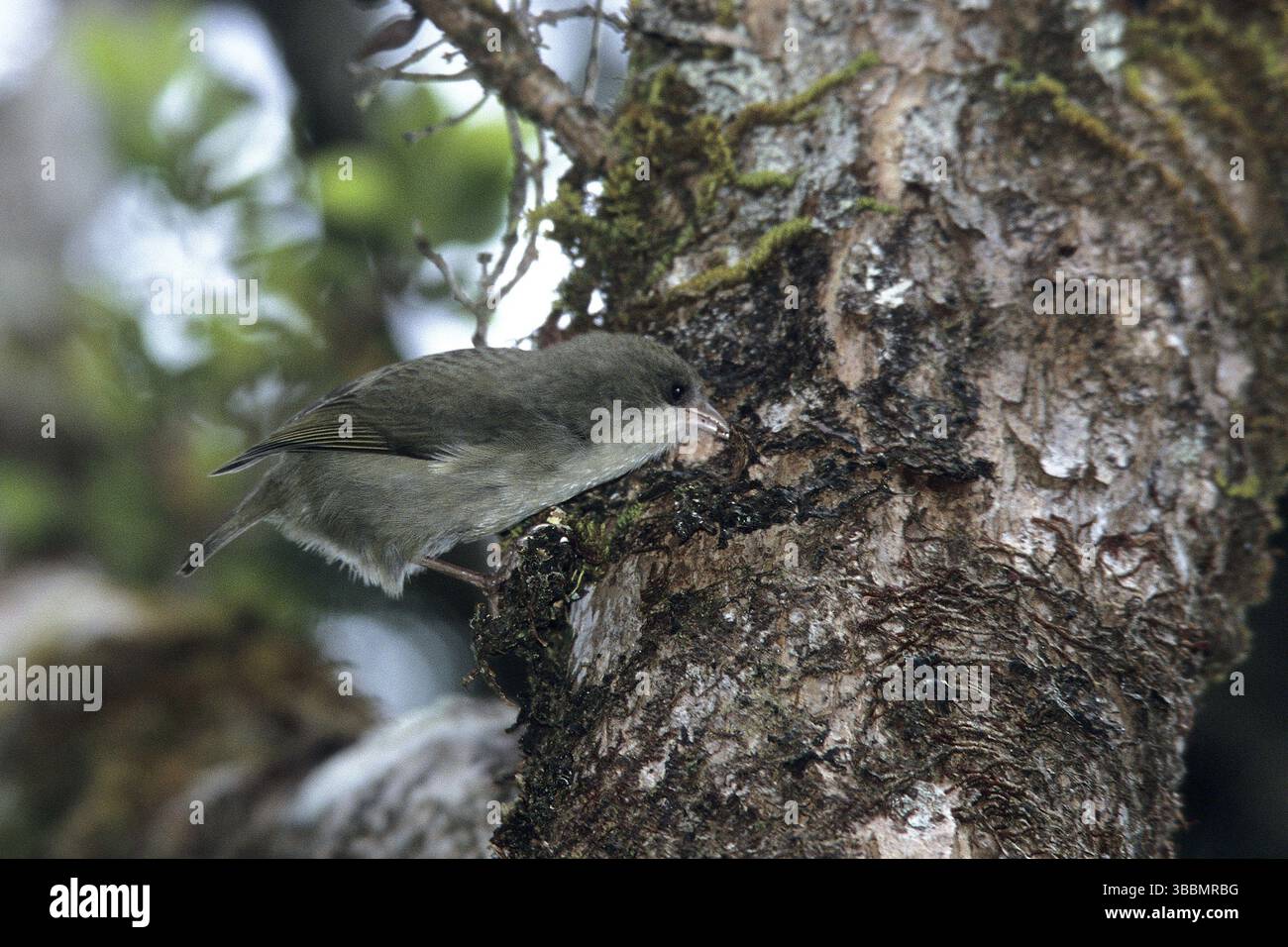Oreomystis hi-res stock photography and images - Alamy