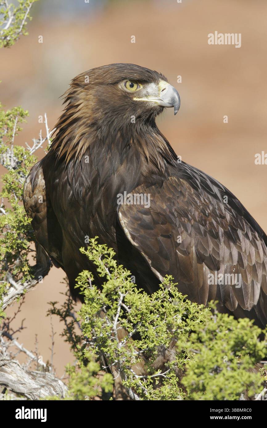 Utah golden eagle hi-res stock photography and images - Alamy