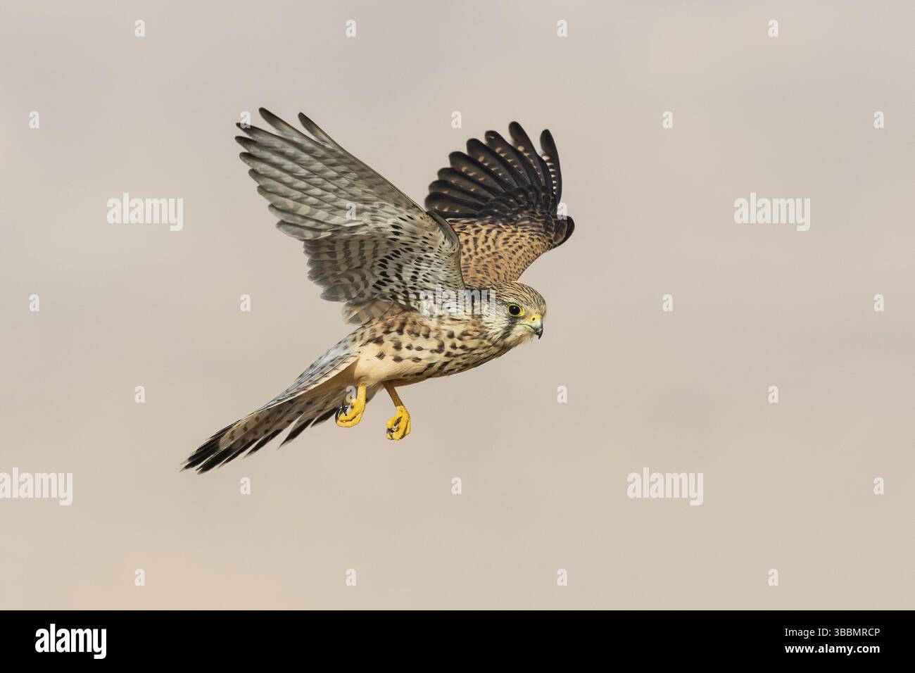 Common Kestrel (Falco tinnunculus) female flying, Eilat, Israel, Asia ...