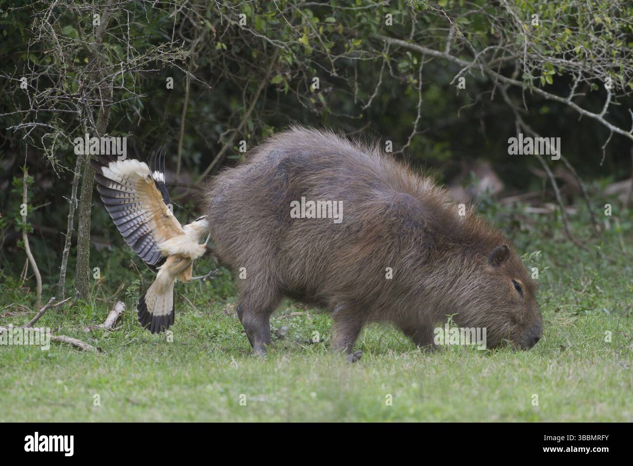 Capybara eating in natural hi-res stock photography and images - Alamy
