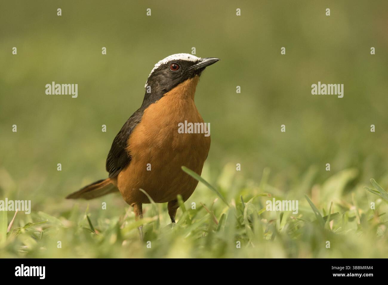 White-crowned Robin-Chat (Cossypha albicapillus), Gambia, Africa Stock ...