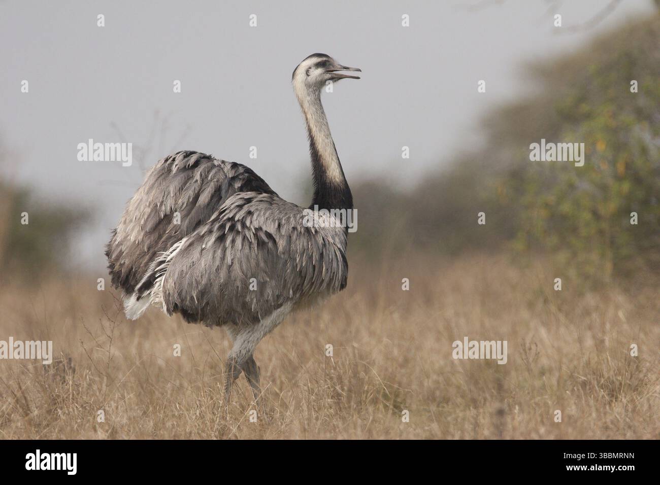 Greater Rhea (Rhea americana), Corrientes, Argentina, South America ...