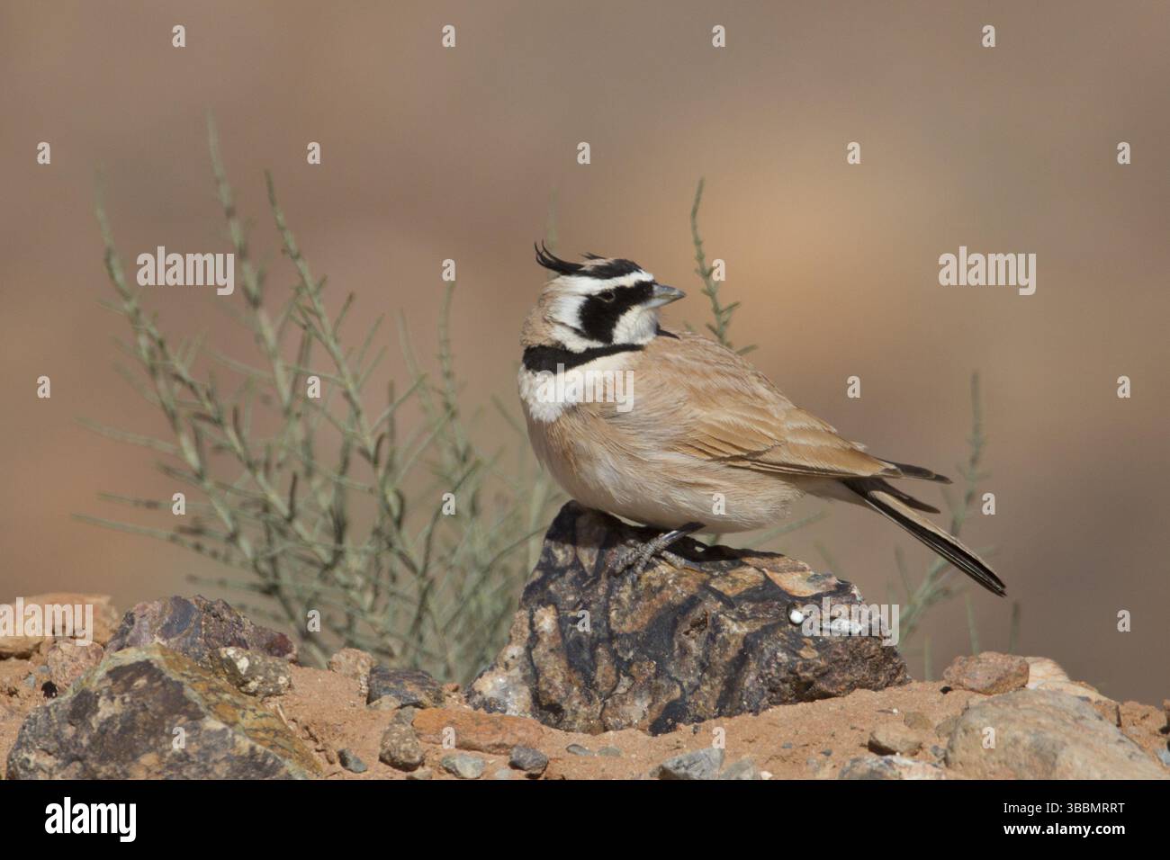 Temminck's Lark (Eremophila bilopha), Morocco, Africa Stock Photo - Alamy