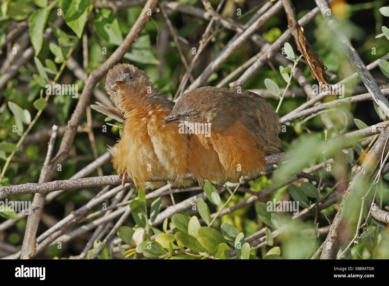 Rufous Chatterer (Turdoides rubiginosa), Lake Baringo, Botswana, Africa ...