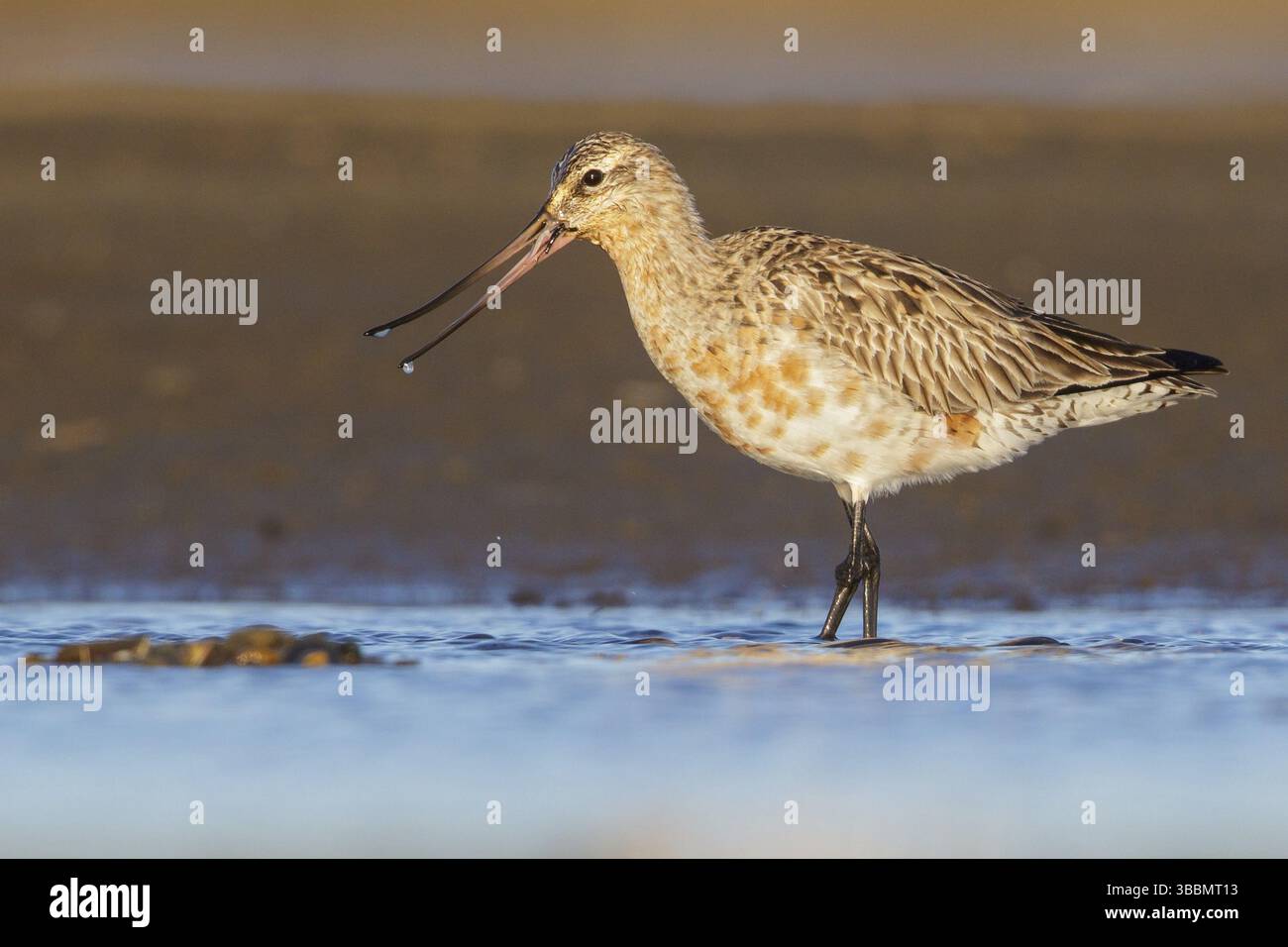 Bar-tailed Godwit (Limosa lapponica) feeding along a river in Nome ...