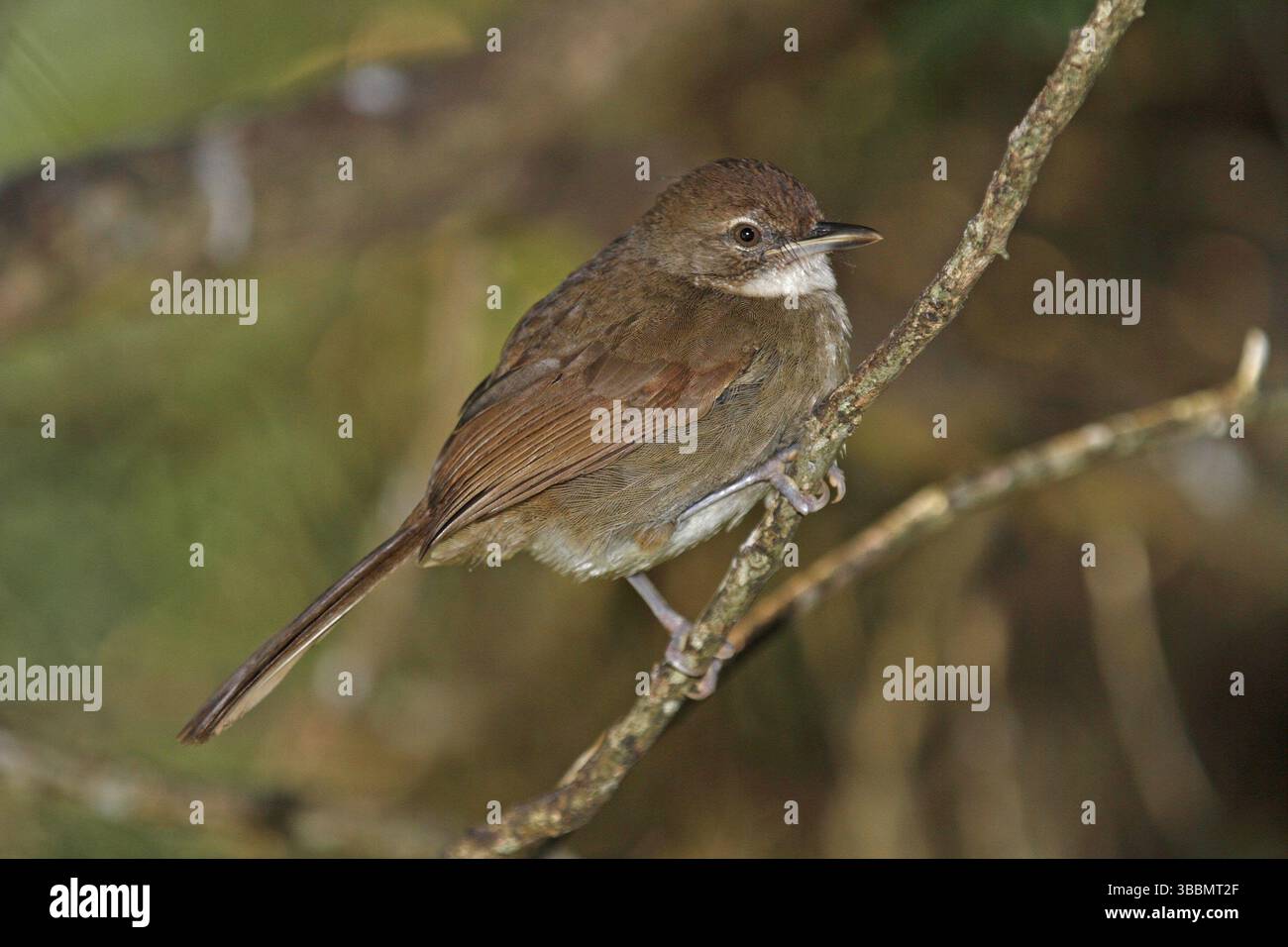 Terrestrial Bulbul, Phyllastrephus terrestris Stock Photo - Alamy