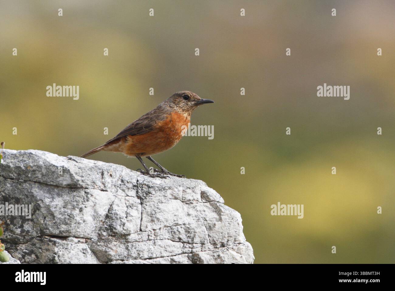 Cape Rock Thrush (Monticola rupestris) female, Western Cape, South Africa, Africa Stock Photo ...