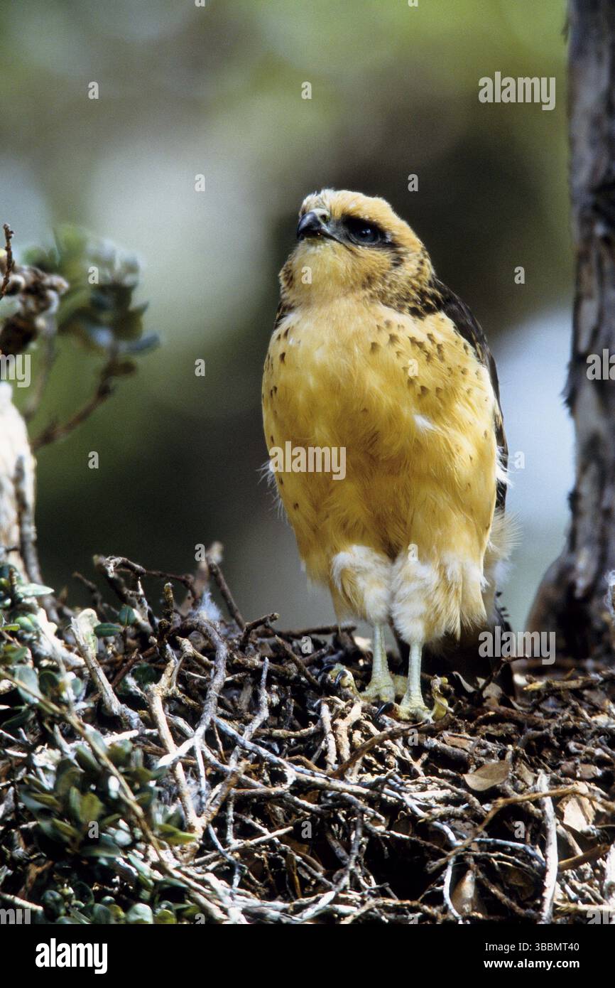 Hawaiian Hawk, 'Io, endangered Stock Photo - Alamy