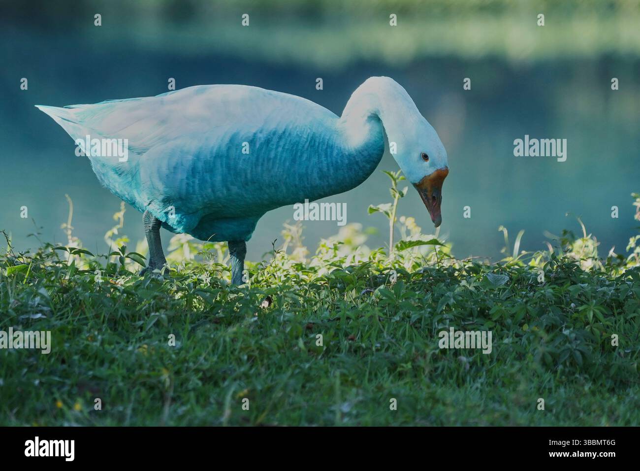 CORRECTS TO GOOSE, NOT DUCK - A goose stained blue stands by the ...