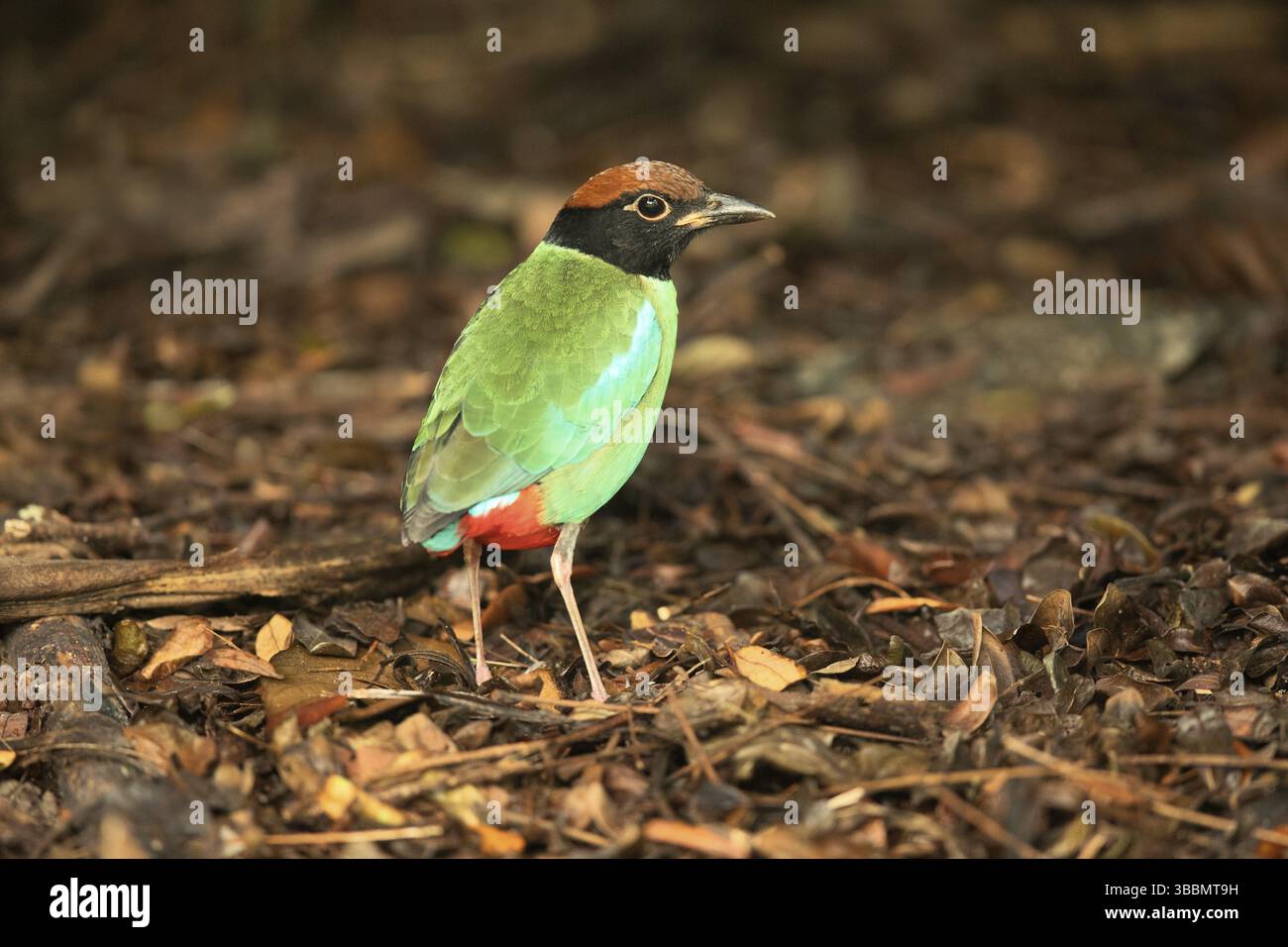 Hooded Pitta (Pitta sordida), Pahang, Malaysia, Asia Stock Photo - Alamy