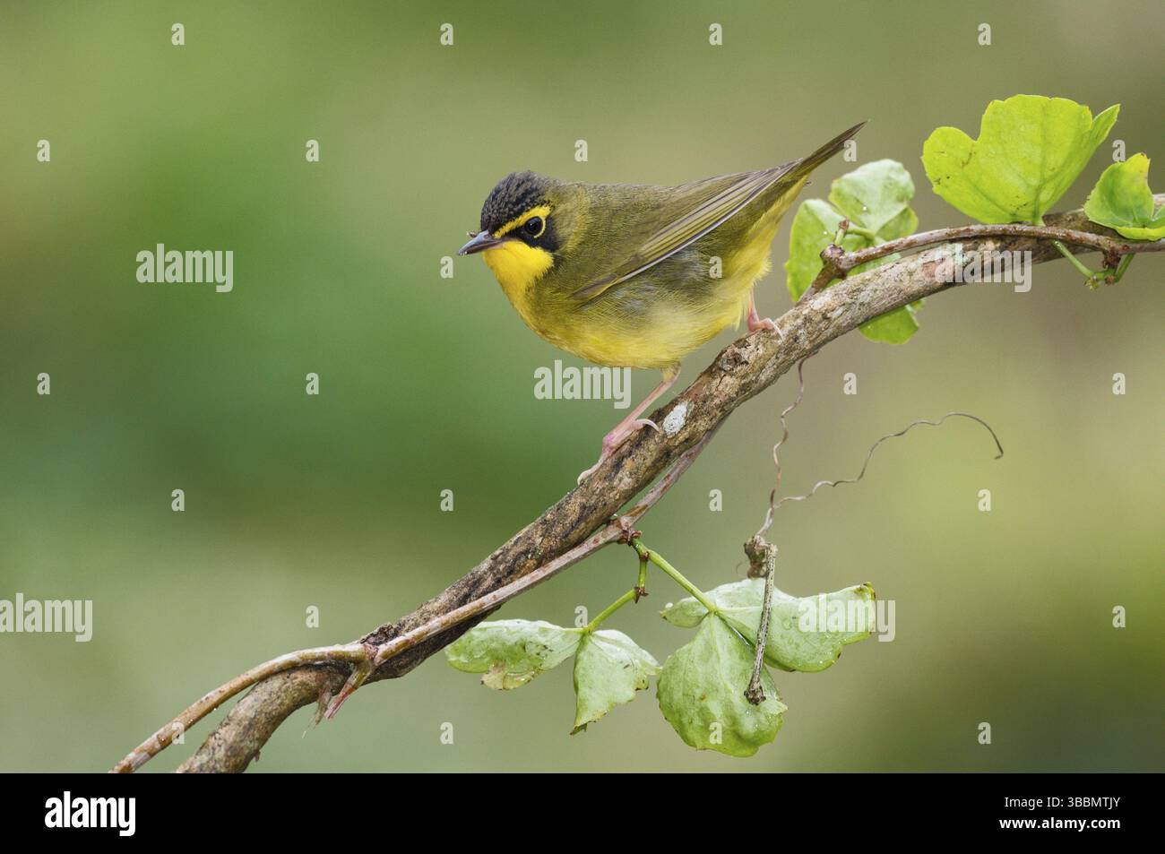 Kewaceae hi-res stock photography and images - Alamy