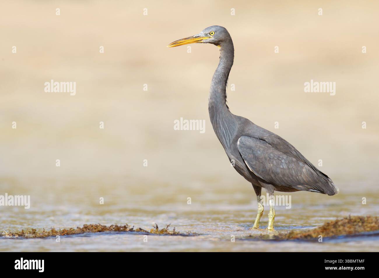 Pacific Reef Heron (Egretta sacra), Queensland, Australia, Oceania ...