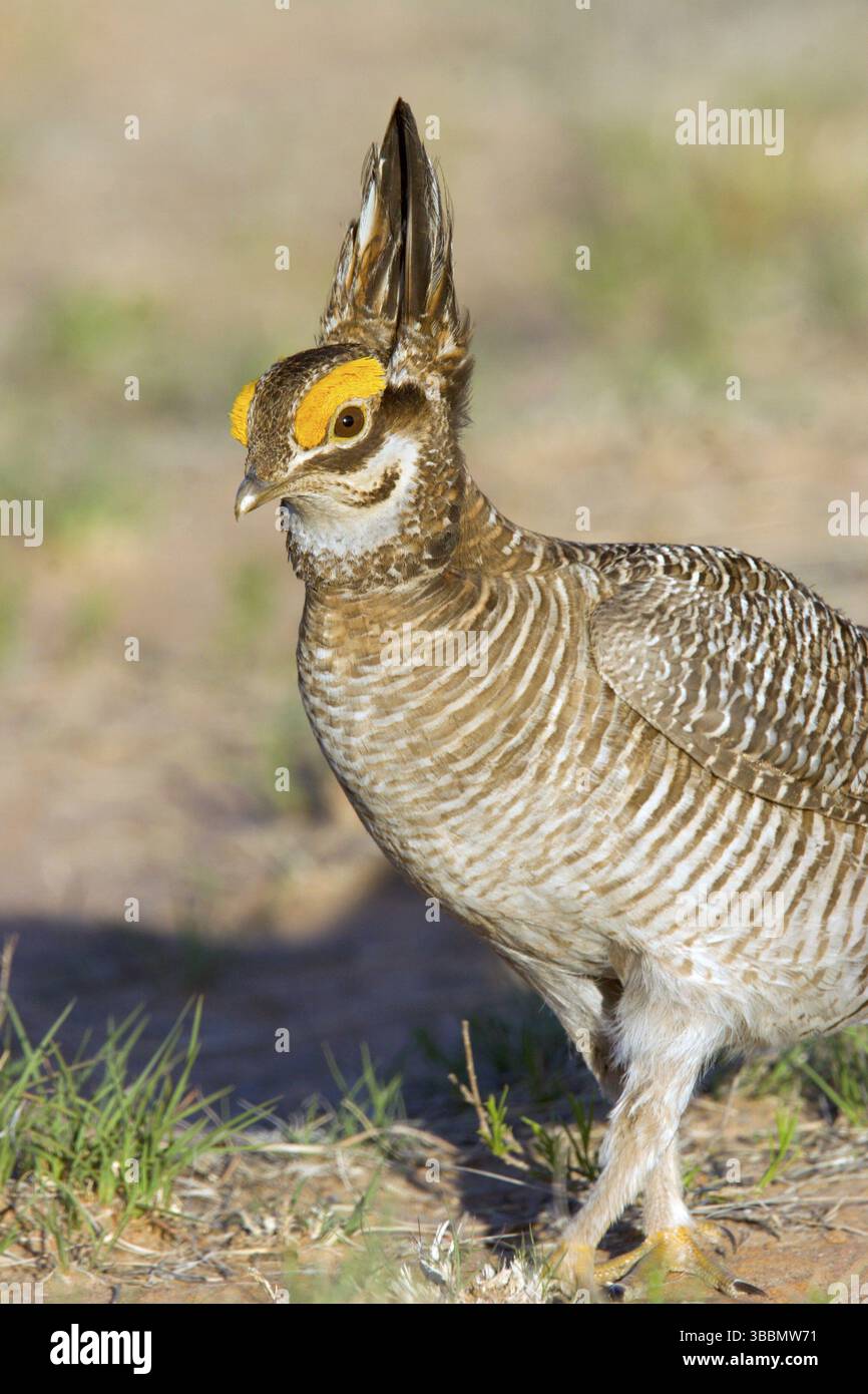 Lesser Prairie-Chicken Tympanuchus pallidicinctus Milnesand, New Mexico ...