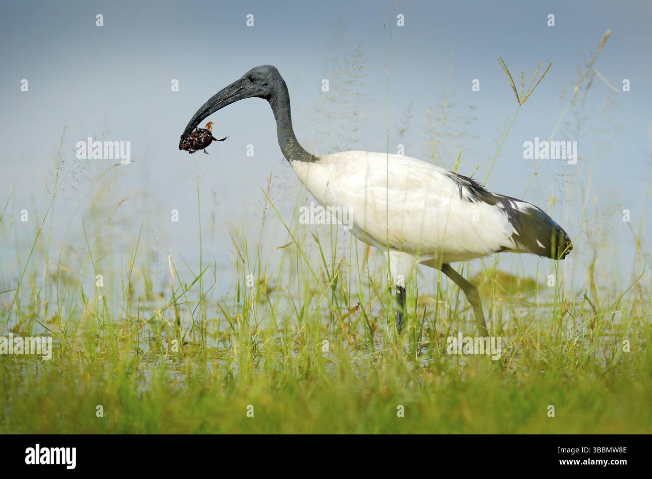 Bird in water grass with big insect in the bill. Wildlife scene from ...