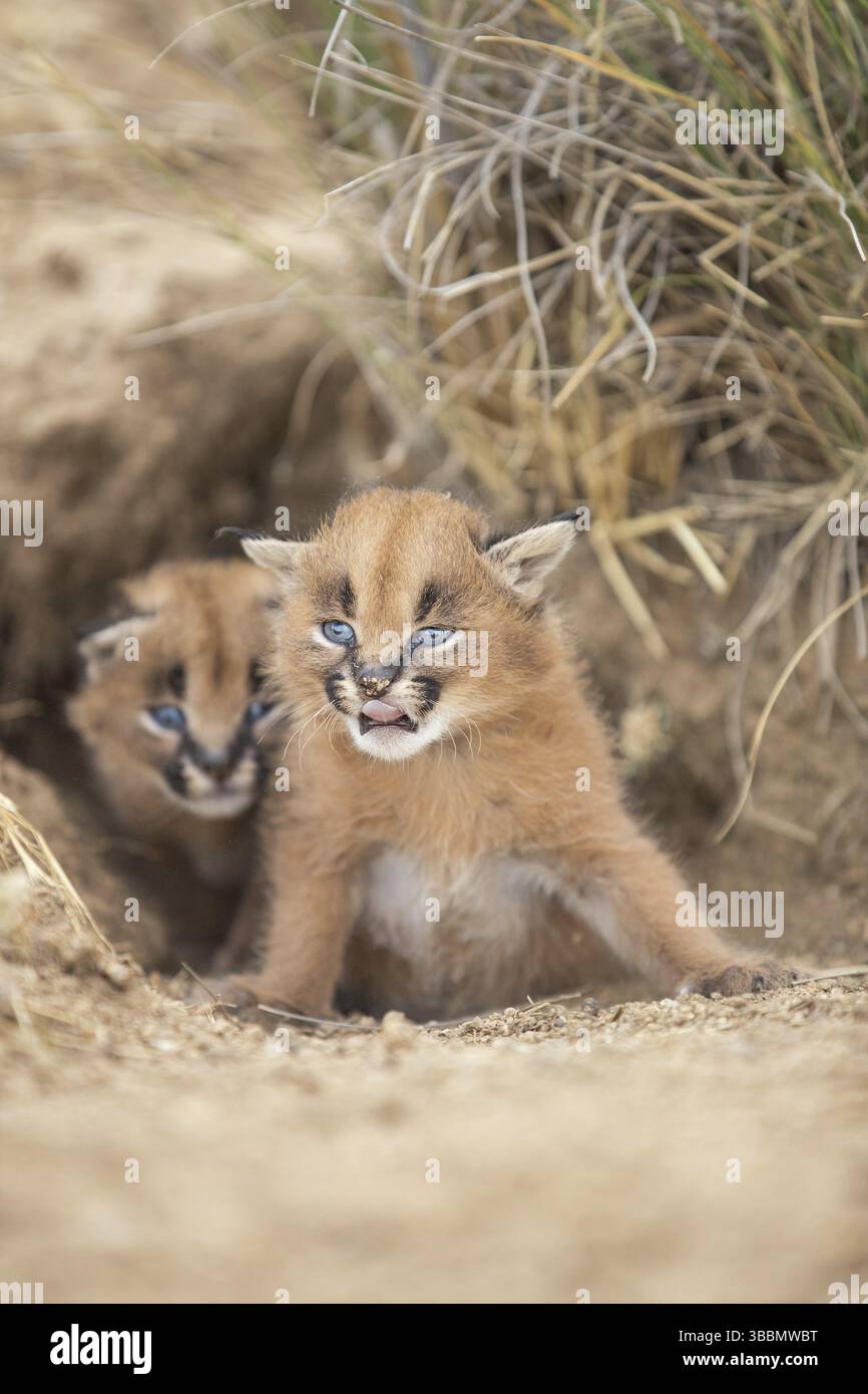 Caracal (Caracal caracal) two cubs in front of den, Castile-La Mancha ...