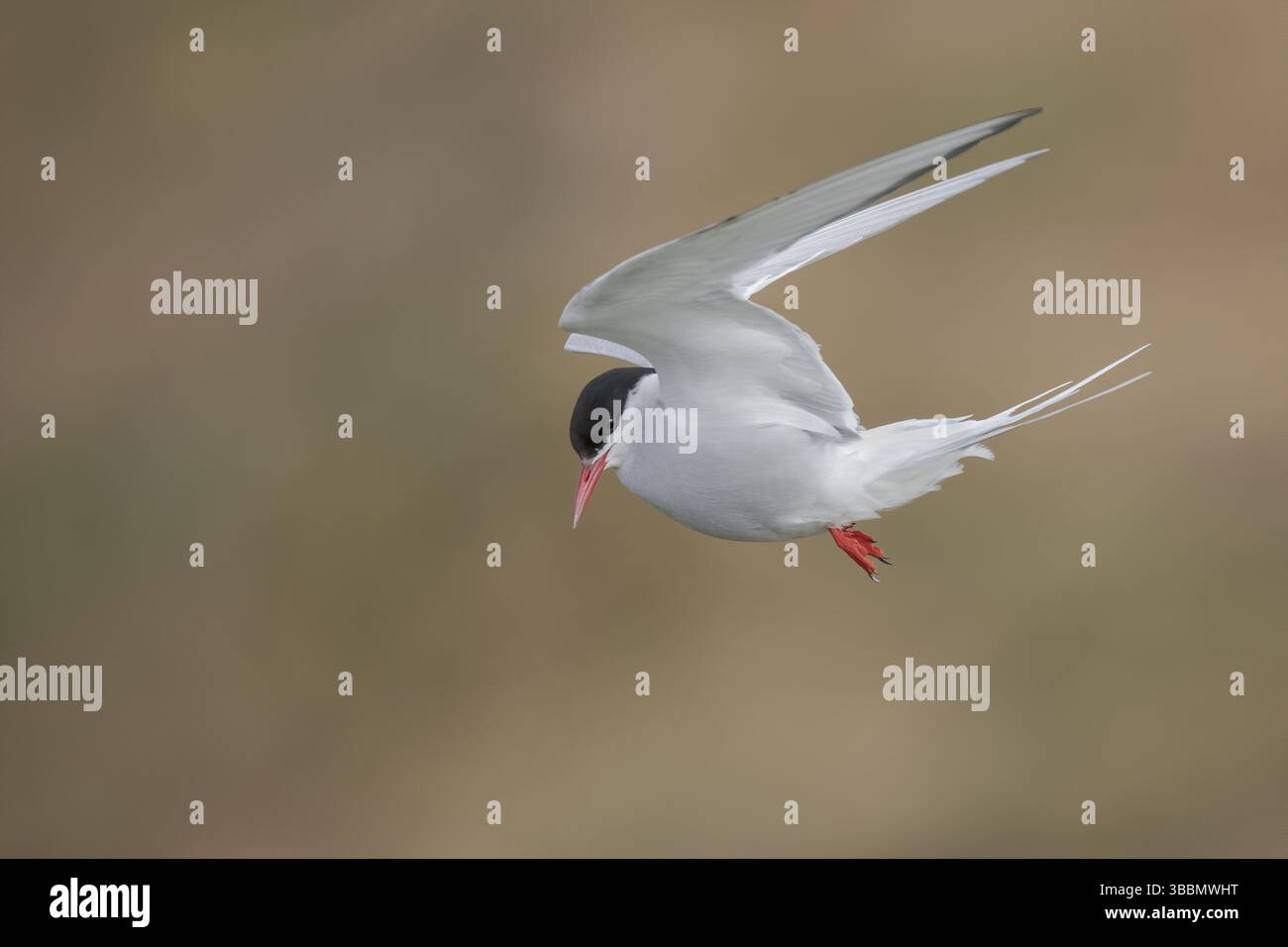 Arctic Tern (Sterna paradisaea) flying, Iceland, Europe Stock Photo - Alamy