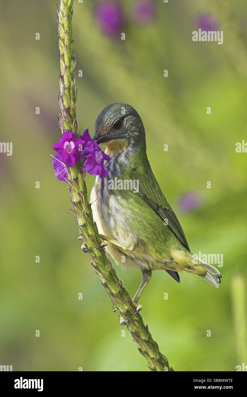 Shining Honeycreeper (Cyanerpes lucidus) female, Costa Rica, Central ...