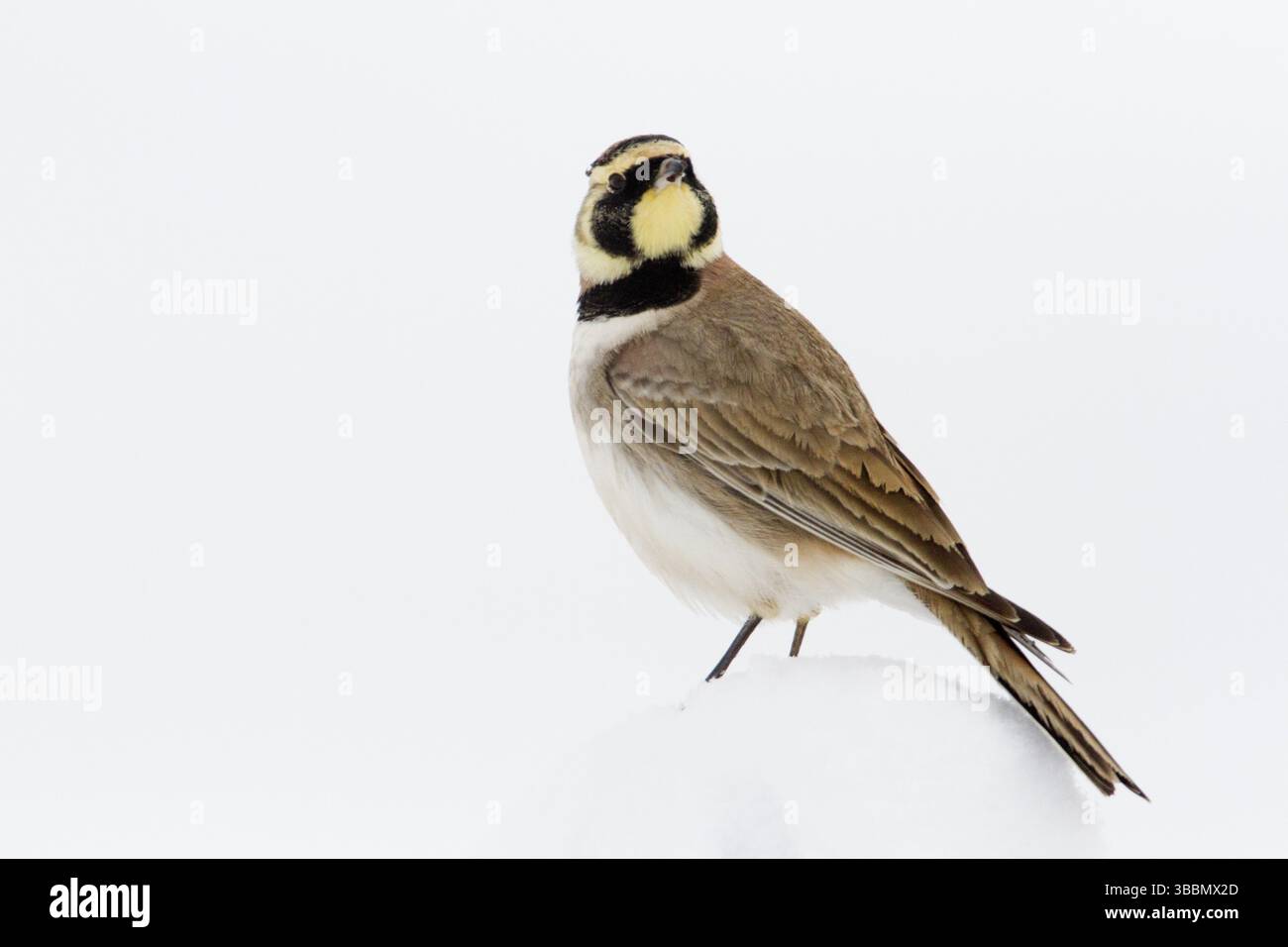 Temminck's Lark (Eremophila bilopha), Morocco, Africa Stock Photo - Alamy