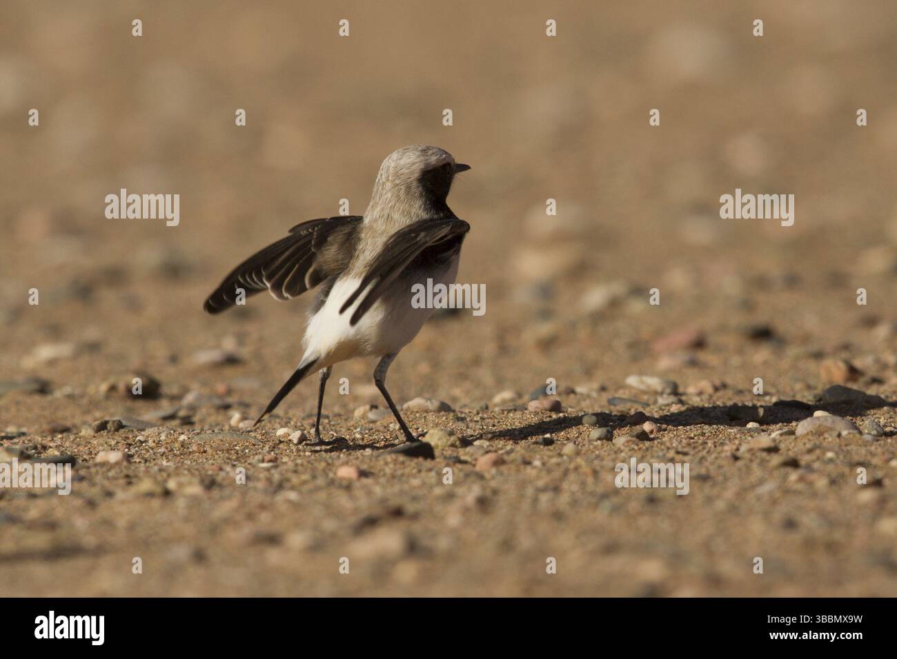 Mourning Wheatear (Oenanthe lugens) female, Morocco, Africa Stock Photo ...