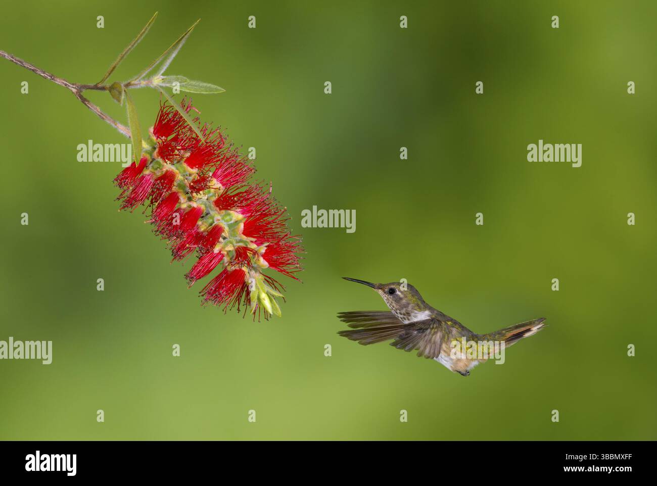 Female Volcano Hummingbird (Selasphorus flammula) San Gerrardo de Dota ...