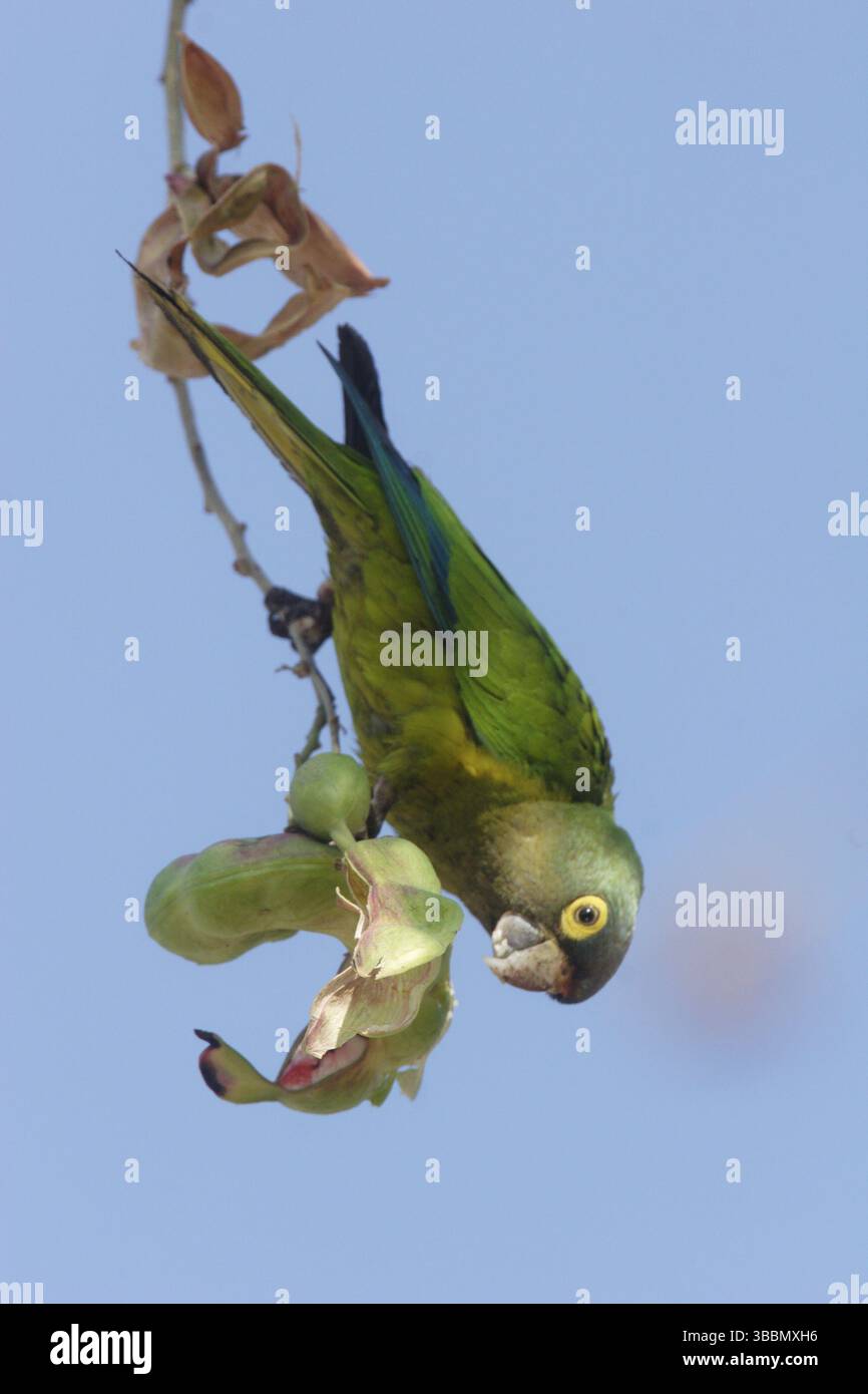 Orange-fronted Parakeet (Eupsittula canicularis), Jalisco, Mexico ...