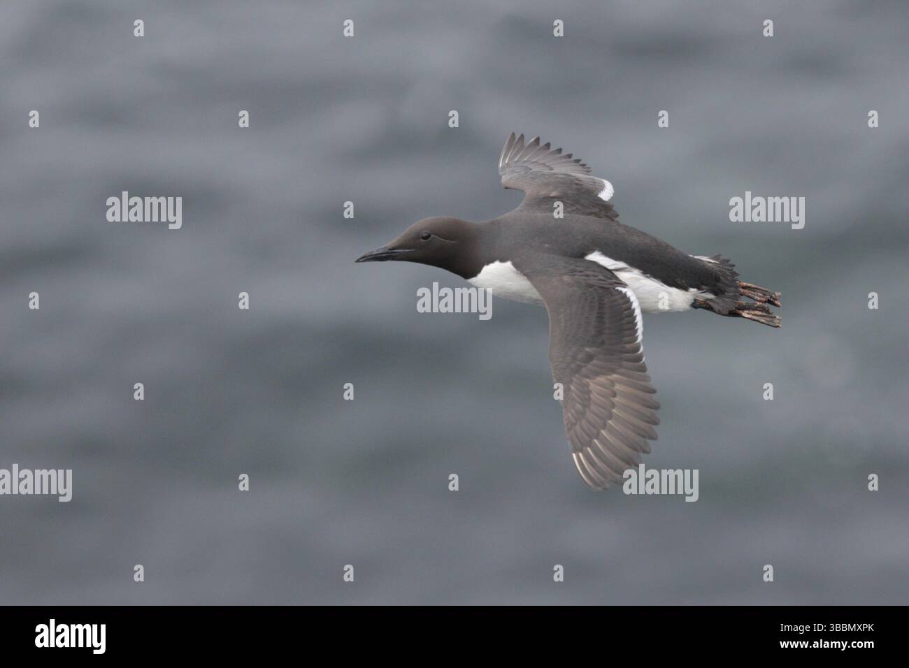 Common Murre (Uria aalge) flying, Alaska, USA, North America Stock ...