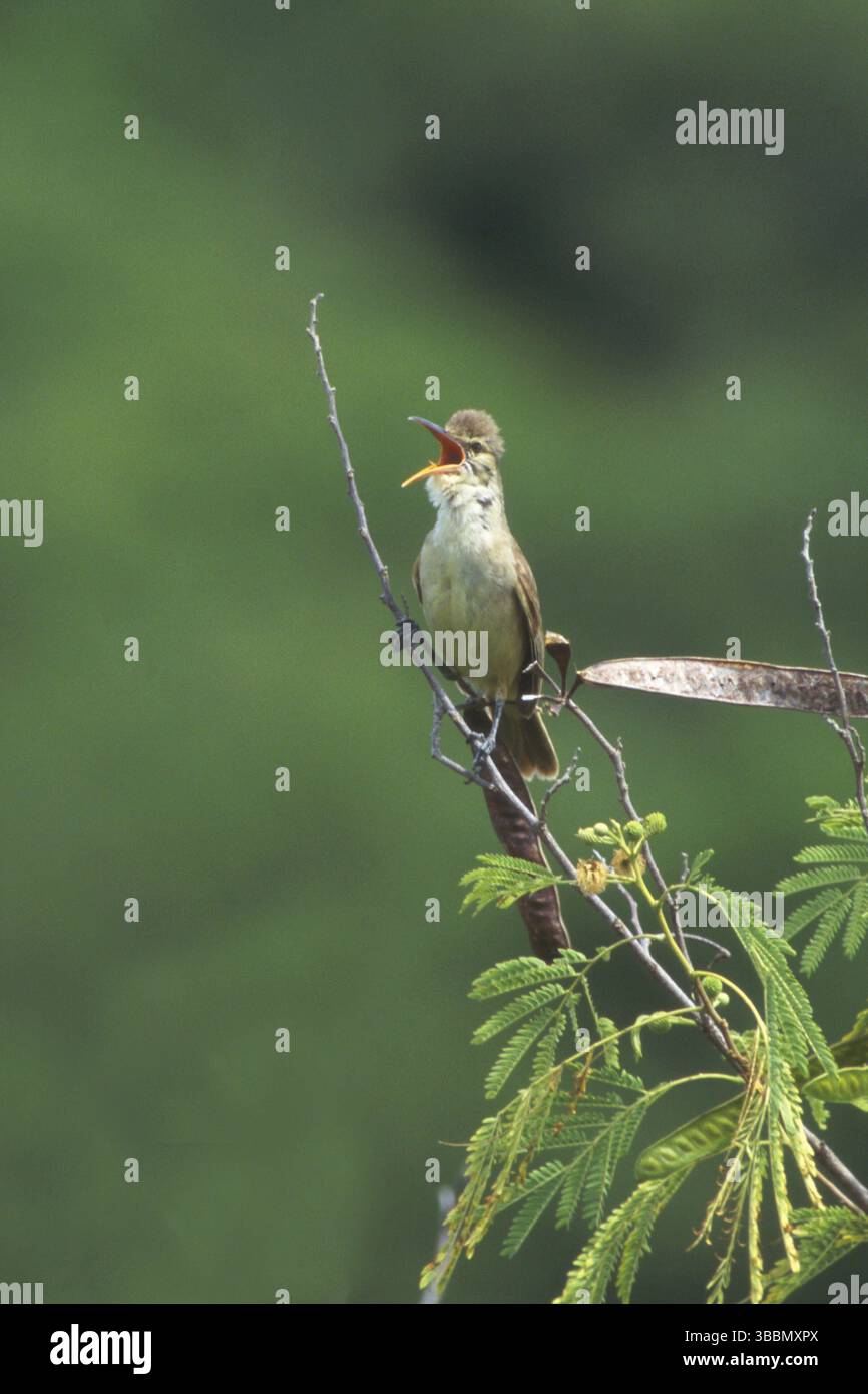 Acrocephalus luscinia hi-res stock photography and images - Alamy