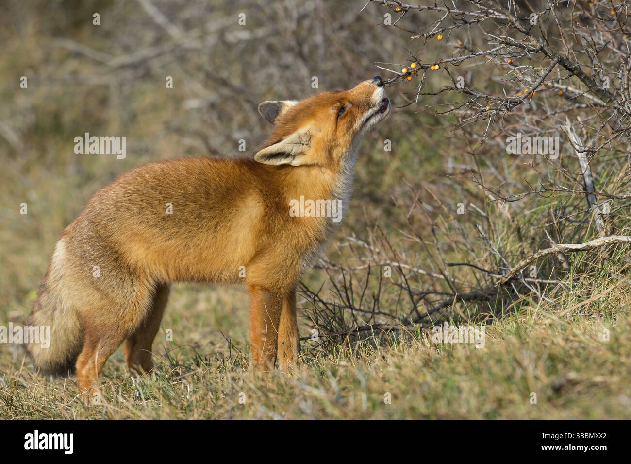Red Fox (Vulpes vulpes) adult feeding on seabuckthorn berries ...